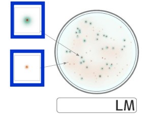 Đĩa Compact Dry LM Listeria monocytogenes | Compact Dry LM Listeria ...